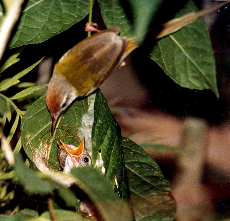 Breeding & nesting behaviour of birds - Tree Take